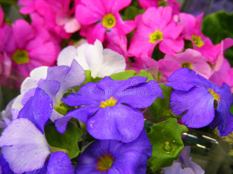Primula mix colors stock image. Image of time, primrose - 13338551