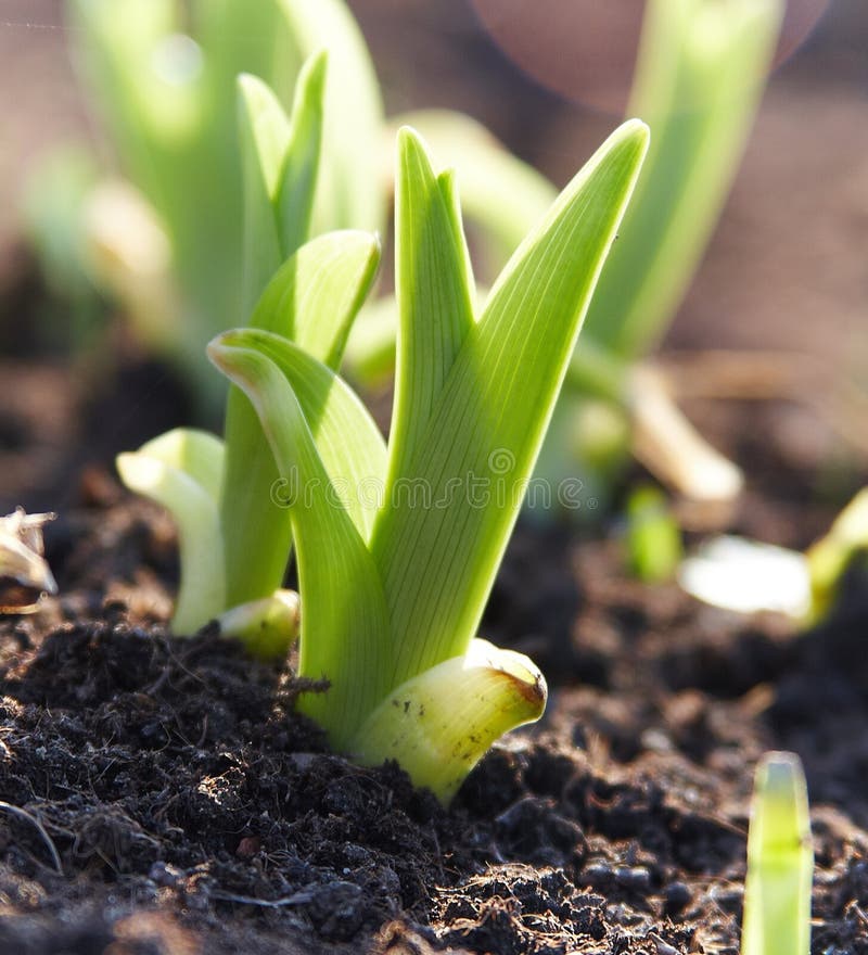 First sprout stock image. Image of environment, cultivation - 13647147
