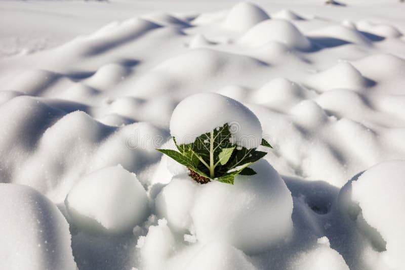 The First Sprout of Spring Pushing through a Patch of Snow Stock ...