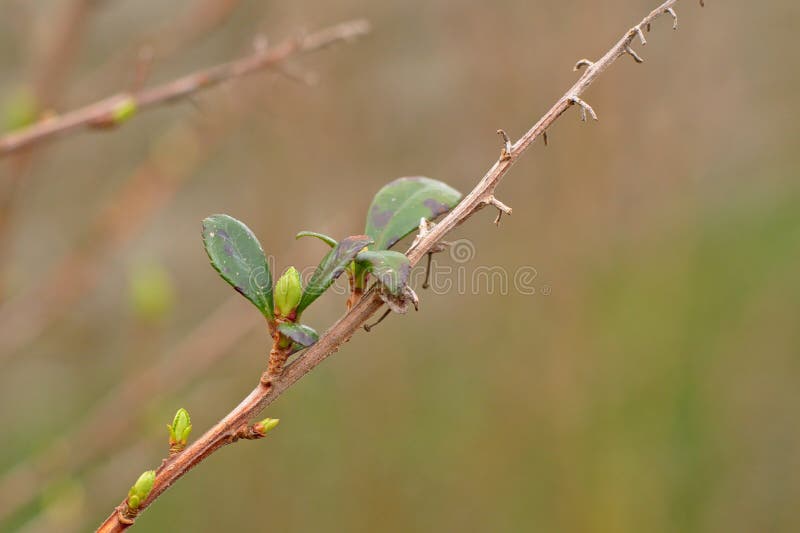 First Sprouting Spring Leafs and Buds on a Twig Stock Photo - Image of ...
