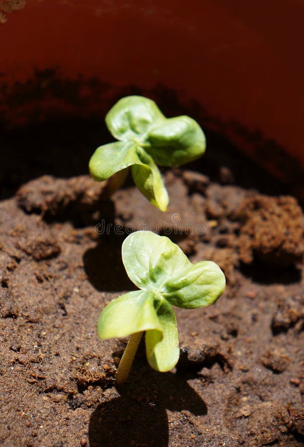 First Sprouts of Cotton Plant Stock Image - Image of leaf, sprouts ...
