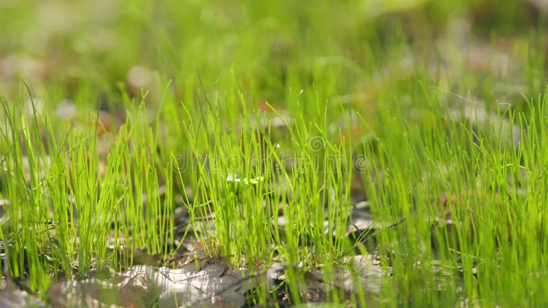 First Sprouts of Green Grass in the Forest. Beautiful Spring Sunset ...