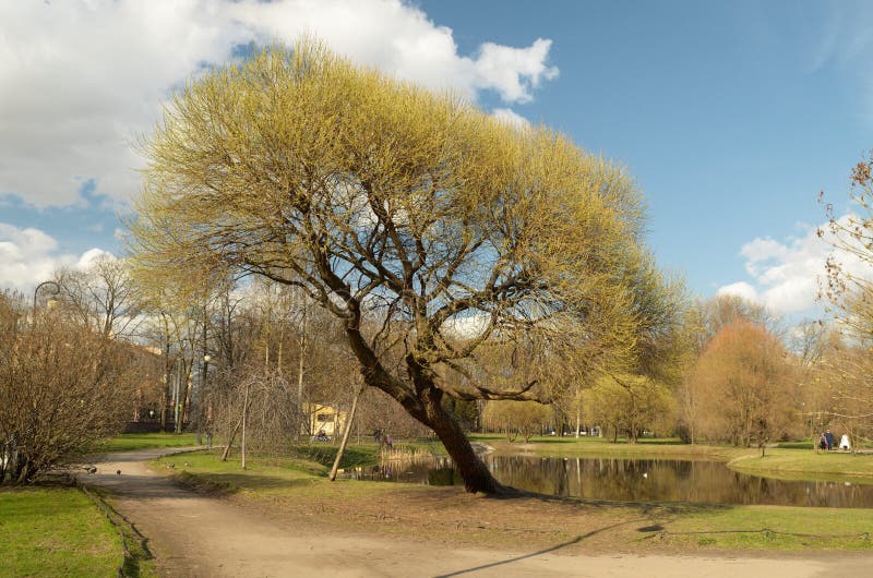 The First Sprouts of Leaves on the Tree. Stock Image - Image of flora ...