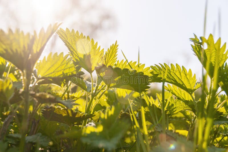 First Sprouts of Plants Growing on the Spring Sun Stock Photo - Image ...
