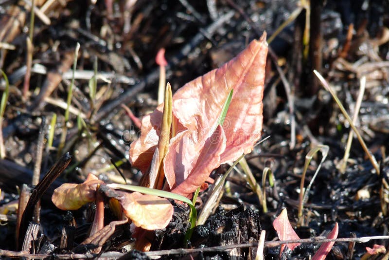 First sprouts stock image. Image of spring, field, grass - 56695971