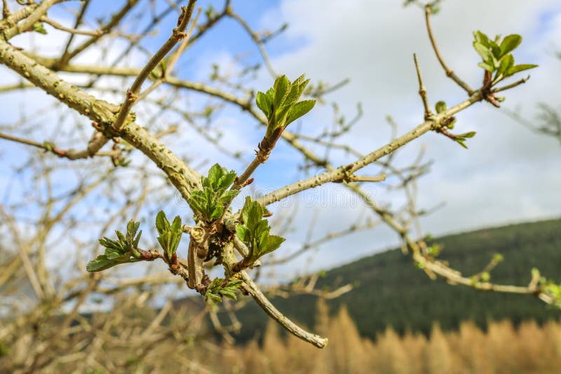 The First Sprouts of a Tree. Stock Image - Image of closeup, nature ...
