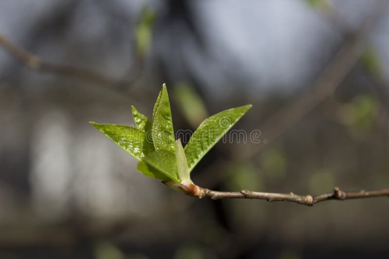 First sprouts on the trees stock photo. Image of young - 77087288