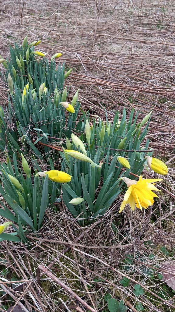 First sprouts stock image. Image of garden, vegetation - 251316971