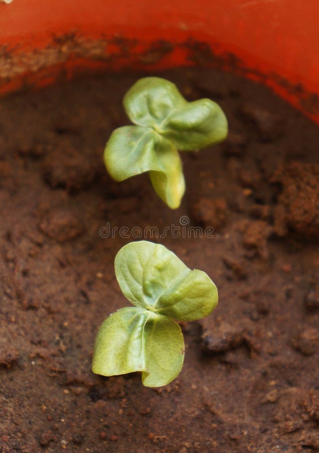 First Sprouts of Cotton Plant Stock Photo - Image of harvest, sprouts ...