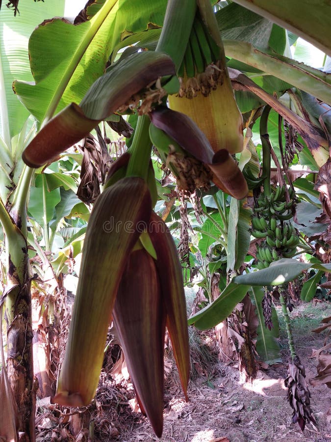 The First Stage of a Banana that Emerges from a Beautiful Flower Stock ...