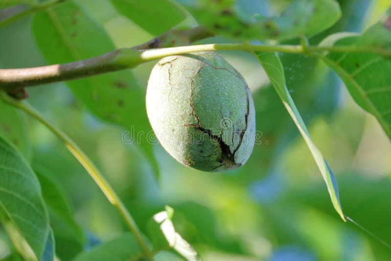 First Stage of a Hazelnut stock photo. Image of seed - 128292396