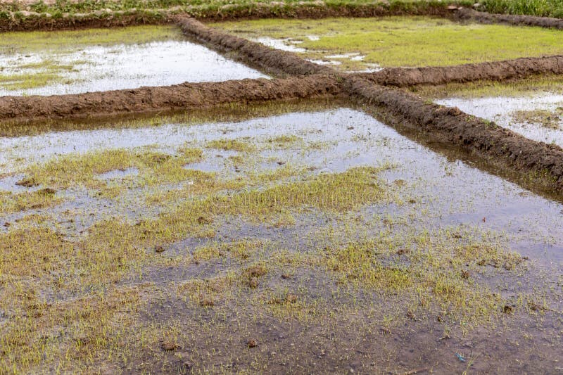 552 Rice Crop Stage Stock Photos - Free & Royalty-Free Stock Photos ...