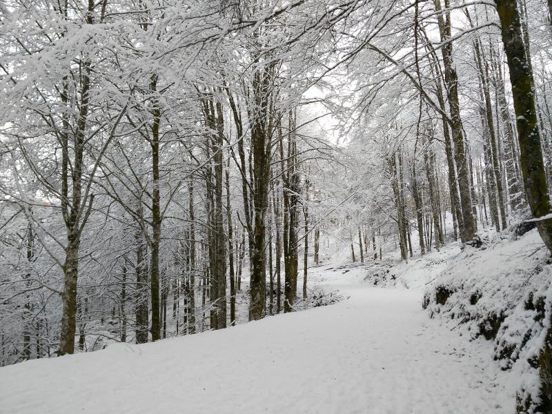 The First Step. an Untouched Path Stock Image - Image of white, winter ...
