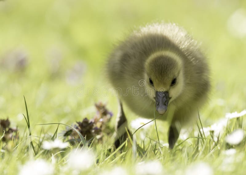 A Gosling First Steps in the Spring Stock Photo - Image of bird, fluffy ...
