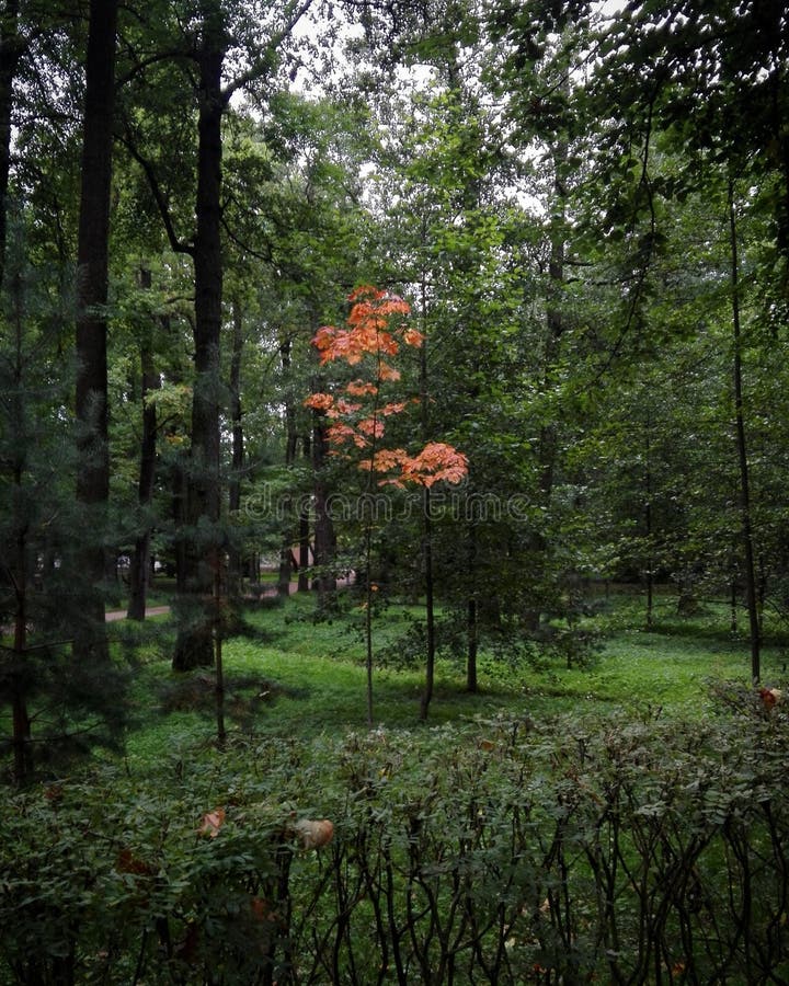 First steps of autumn stock image. Image of earlyautumn - 81883675