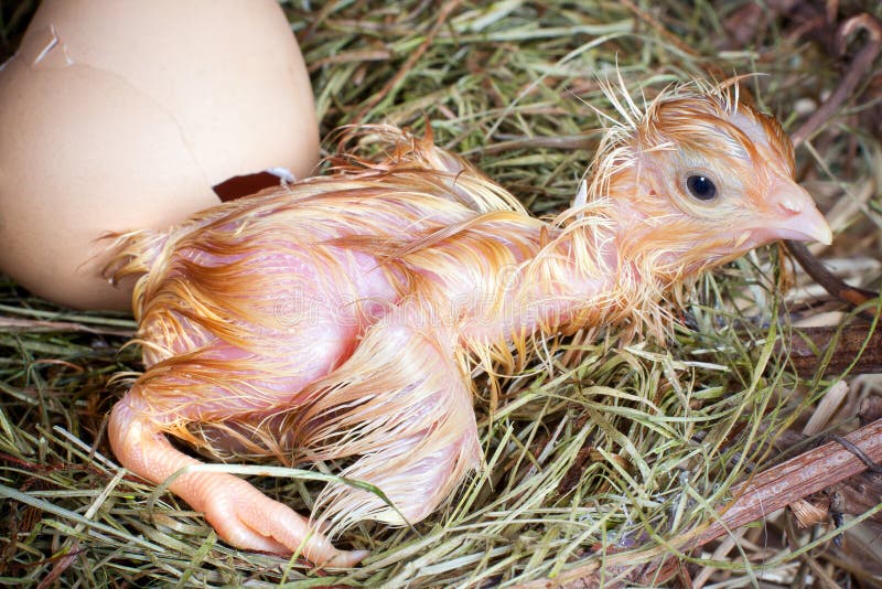 First steps of a chick stock photo. Image of poultry - 21120936