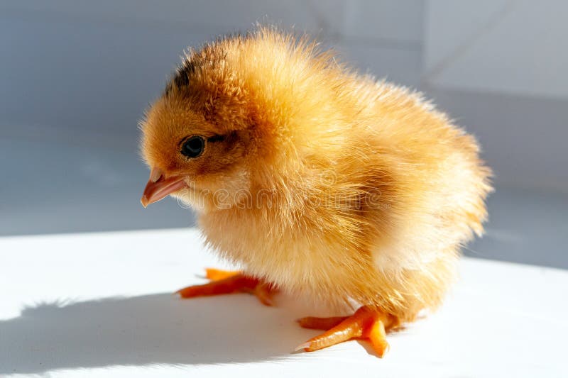 The First Steps of a Little Chicken. Newborn Chicks Stock Image - Image ...