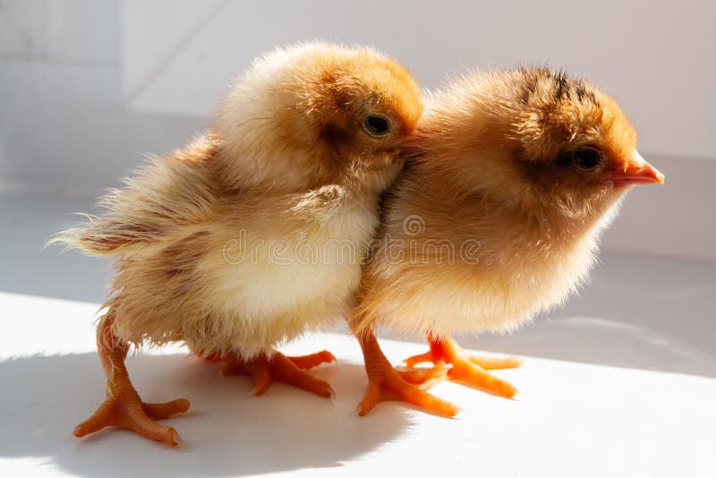 The First Steps of Newborn Chicks. Newborn Chicks. Two Insecure Little ...
