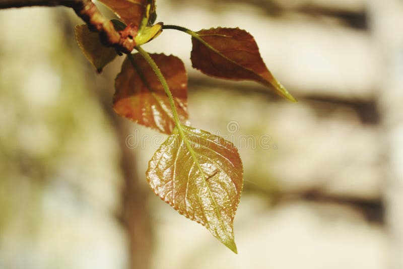 First sticky leaves stock image. Image of nature, fresh - 91185317