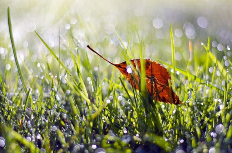 First Summer End Falling Apple Tree Leaf in Dewy Grass Stock Photo ...