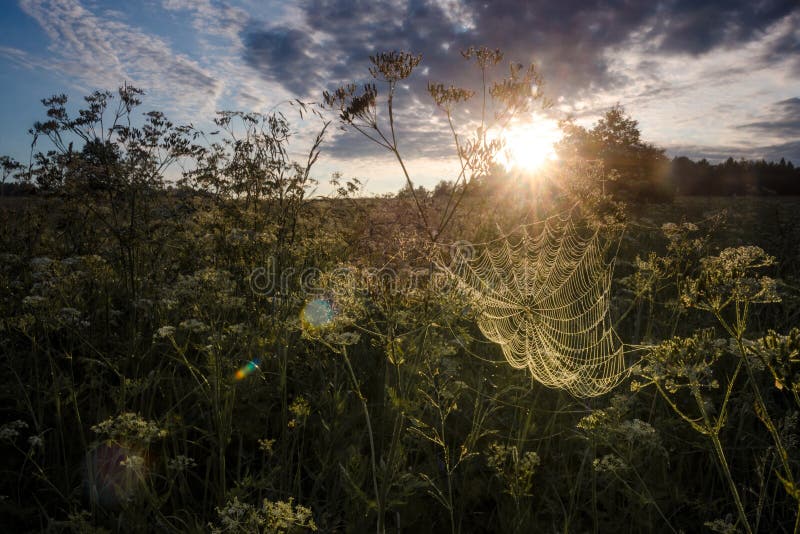 First sun rays over field stock image. Image of spider - 59097599