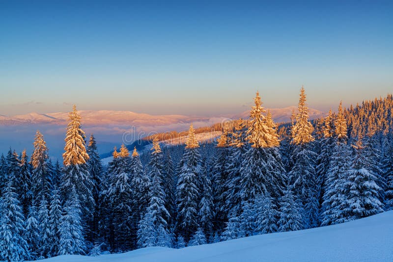Sunrise in the Snowy Mountains Stock Photo - Image of spruce, mountains ...