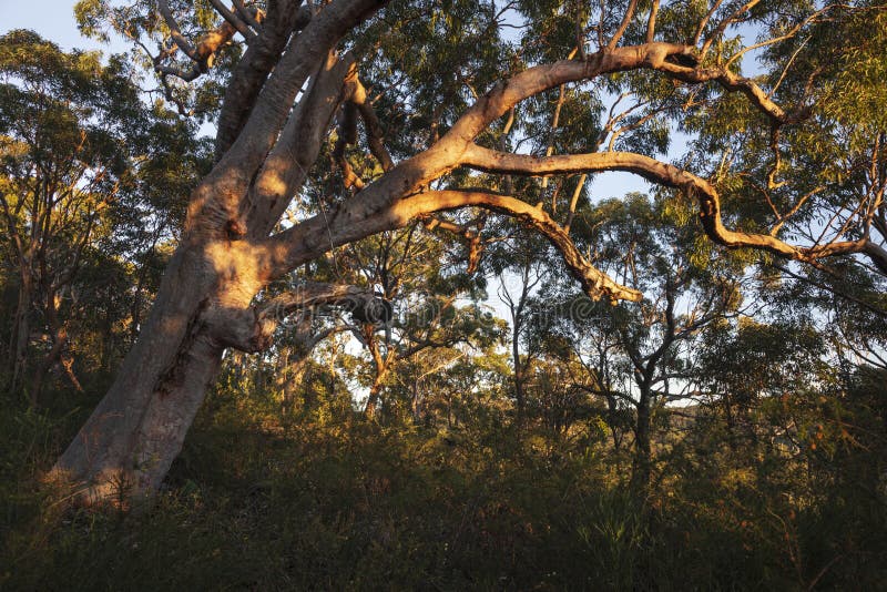 Hum Bum Gum Stock Photos - Free & Royalty-Free Stock Photos from Dreamstime