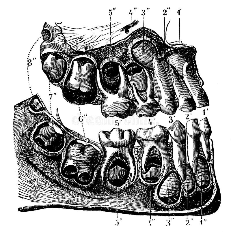 Teeth of the Human Upper Jaw and Lower Jaw with a View of the Crowns ...
