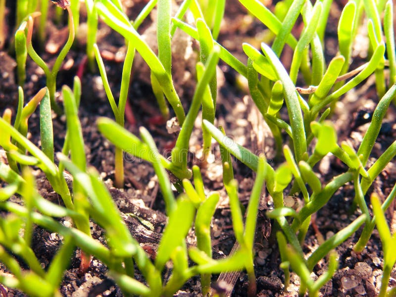 The First Tender Green Sprouts of Grass on the Lawn in Spring. Close-up ...