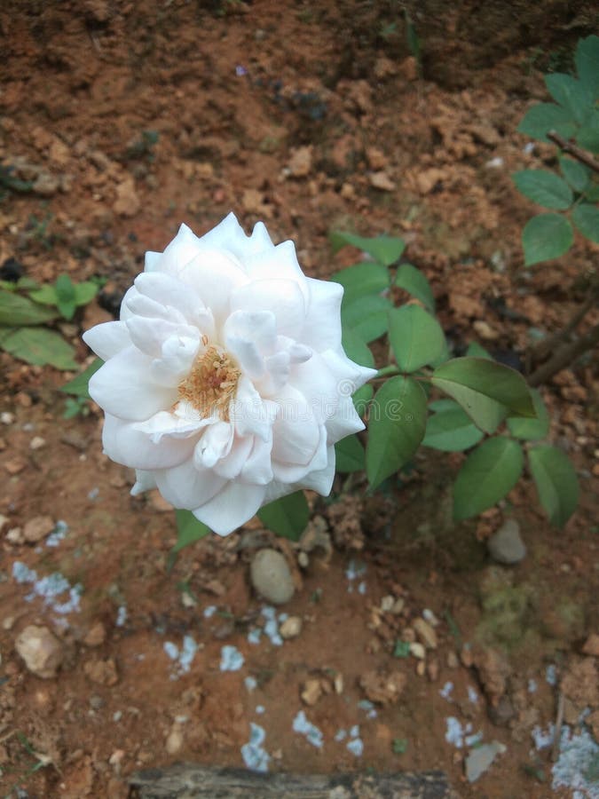 The First Time My White Rose Bloomed Stock Photo - Image of time, rose ...