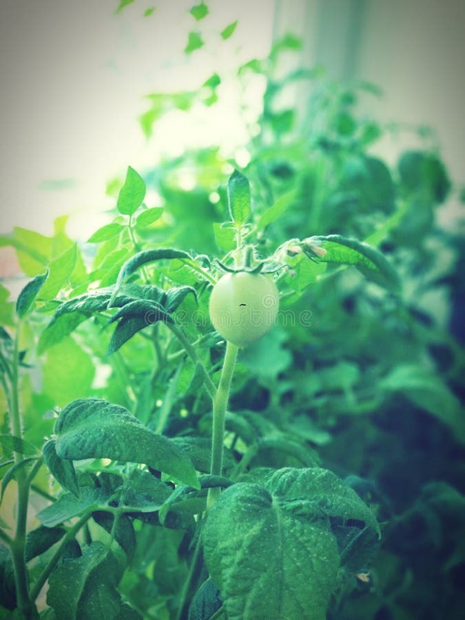 First tomato stock image. Image of gardening, summer - 120074179