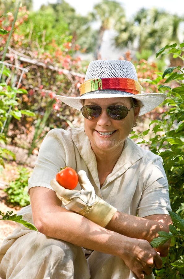 First Tomato of the Season stock image. Image of cultivation - 7799707