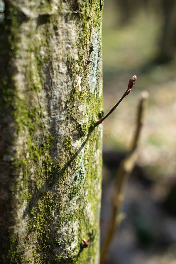 The First Sprout of a Plant on Bad Soil, after the Apocalypse. Stock ...