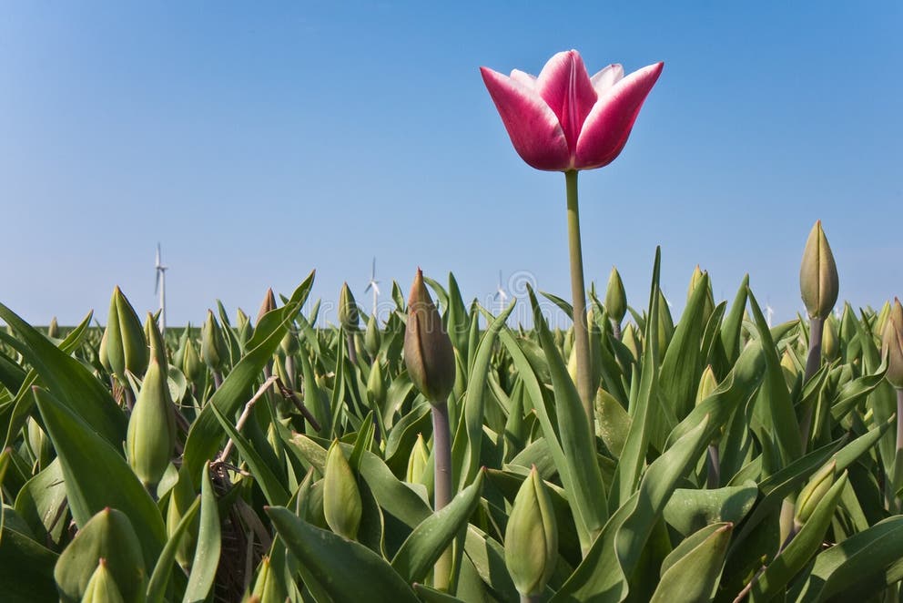 First tulip stock image. Image of field, fresh, farmland - 8947895