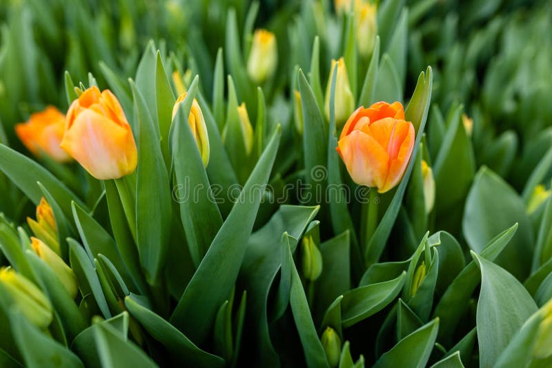Painting of Orange Tulips in a Greenhouse of Flowers. the Flowers are ...