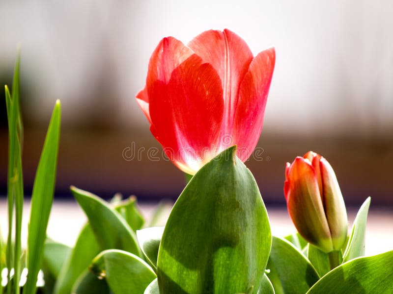 First Tulip of Season Spring Time Stock Image - Image of natural ...