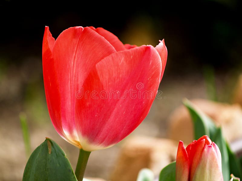 First Tulip of Season Spring Time Stock Photo - Image of botany ...
