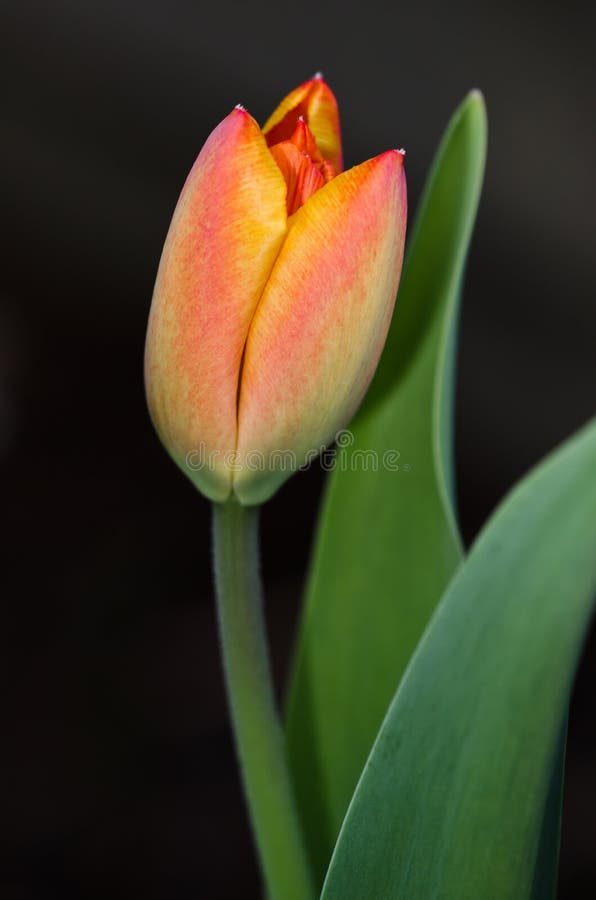 First tulip stock image. Image of white, blue, yellow - 31522803