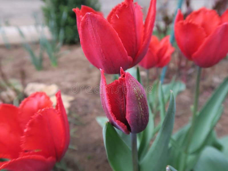 The First Tulips that Grew by the First Day of Spring Stock Image ...