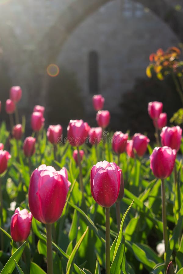 First Tulips in March Near the Castle Walls Stock Photo - Image of ...