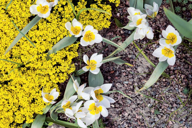 The First Tulips on a Spring Day. Stock Image - Image of green, garden ...