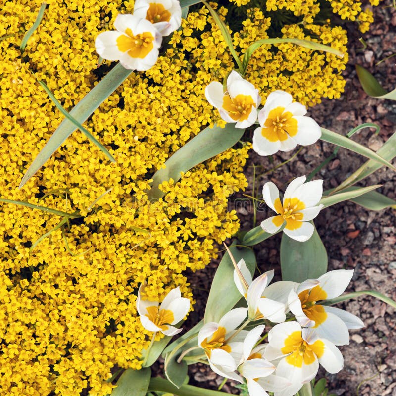The First Tulips on a Spring Day. Stock Image - Image of nature, yellow ...