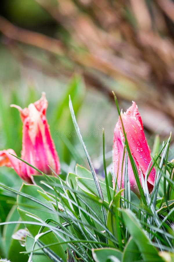 The First Tulips that Grew by the First Day of Spring Stock Image ...