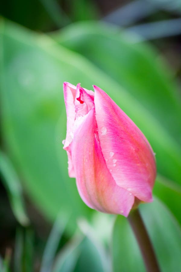 The first tulips stock image. Image of tulips, flower - 68857651