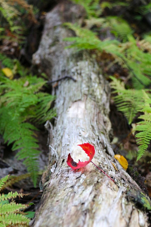 The First Victim of the Fall Stock Image - Image of dead, leaf: 79985177