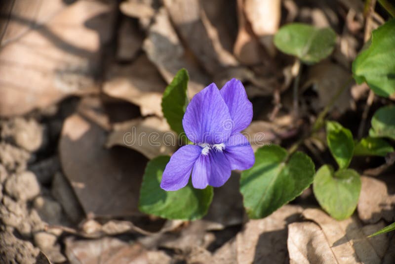 First Violet Blooming in Spring Sun Viola Odorata Stock Image - Image ...