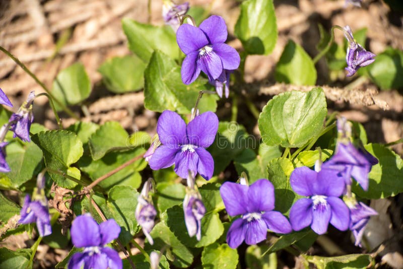 First Violet Blooming in Spring Sun Viola Odorata Stock Photo - Image ...