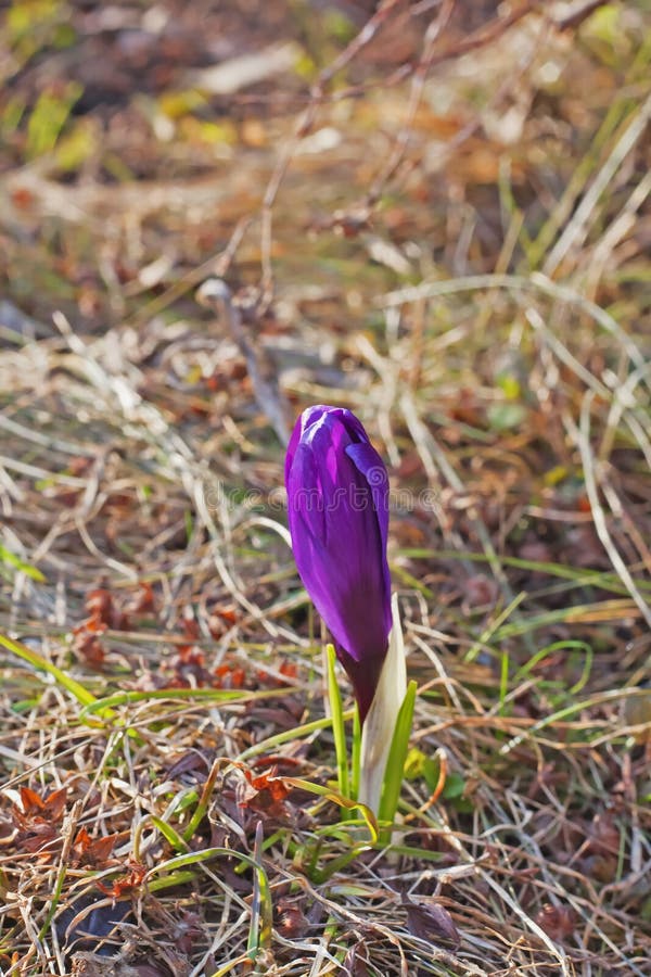 Purple Crocus Bud Spring Crocus, Giant Crocus Stock Photo - Image of ...