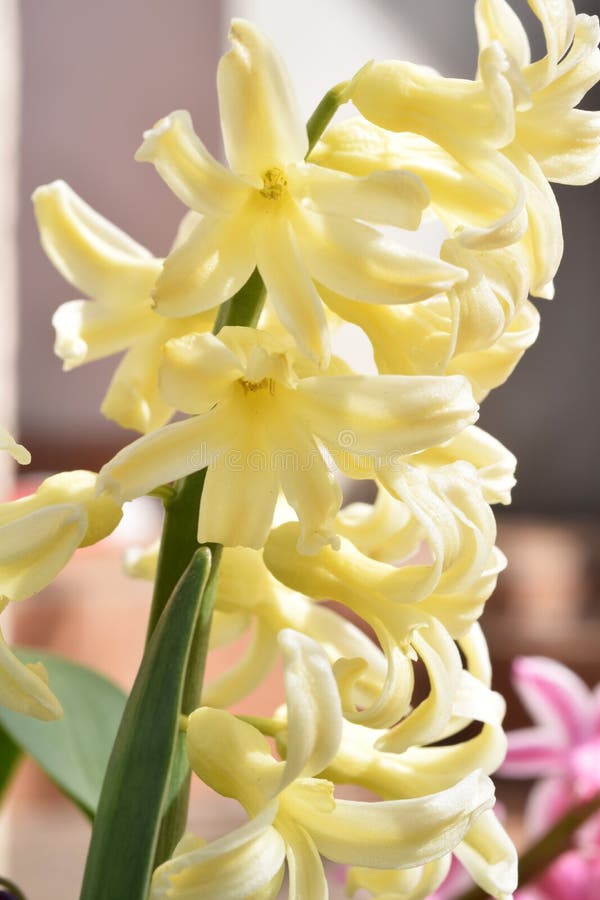 The First Hyacinths of Spring - that Finally she Has Arrived 221 Stock ...