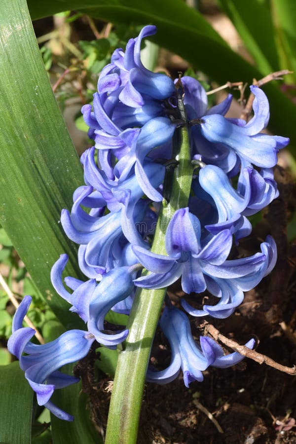 The First Hyacinths of Spring - that Finally she Has Arrived 226 Stock ...